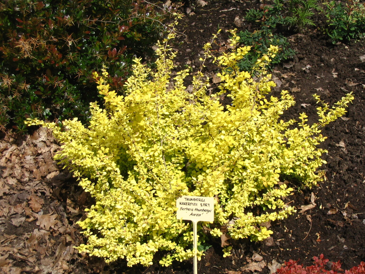 Thunbergi kukerpuu, Aurea – Neeva Aed