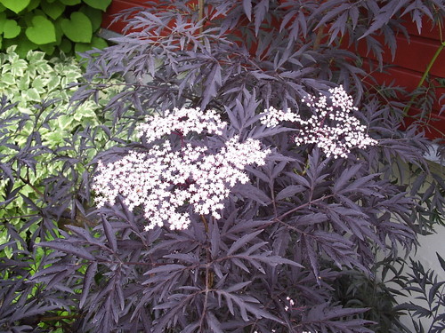 Must leeder, Black Lace – Neeva Aed