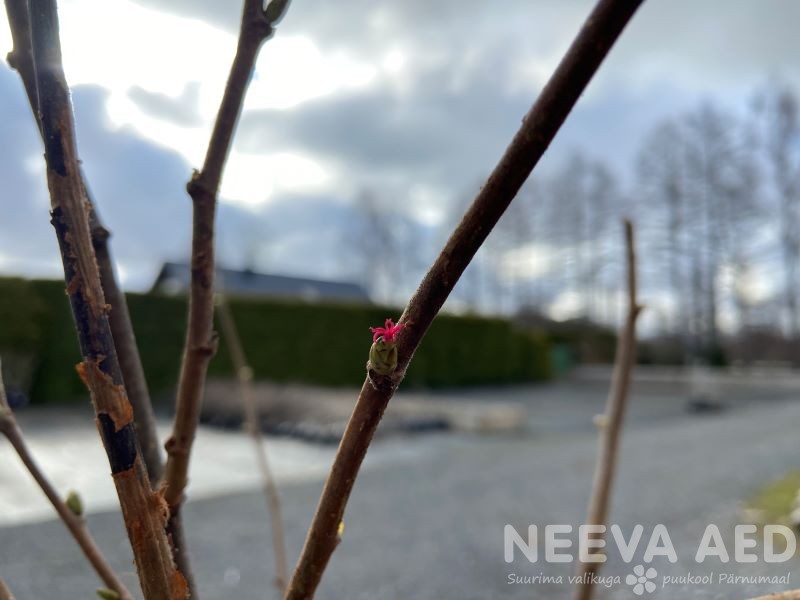 Harilik sarapuu, Halle's Giant - Neeva Aed